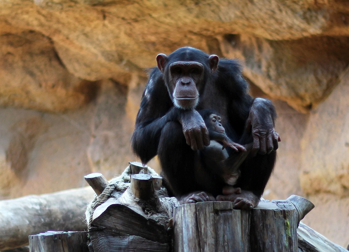 Loro Parque - Tenerife